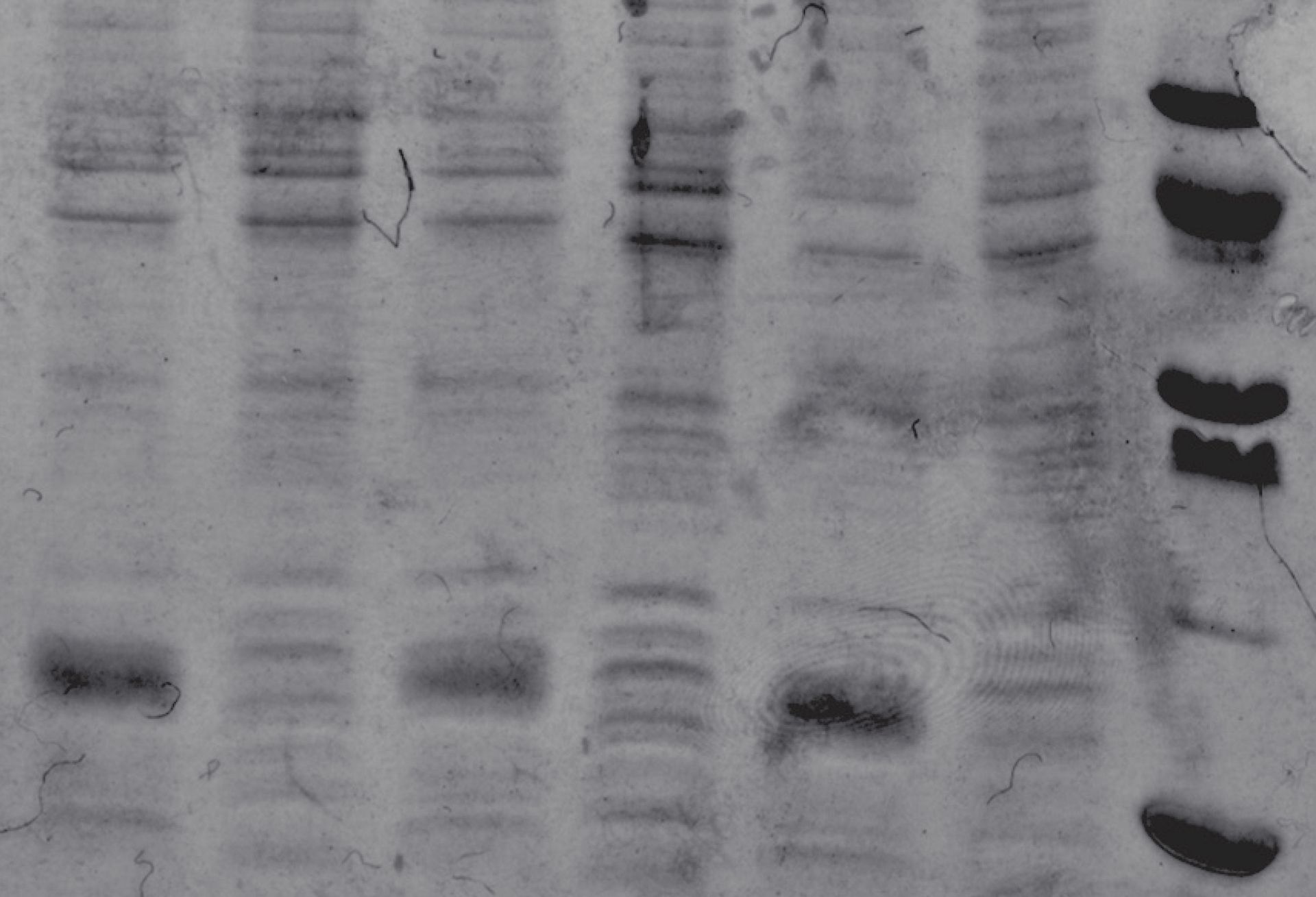 BioExpress® Supplementation of M9 Cultures